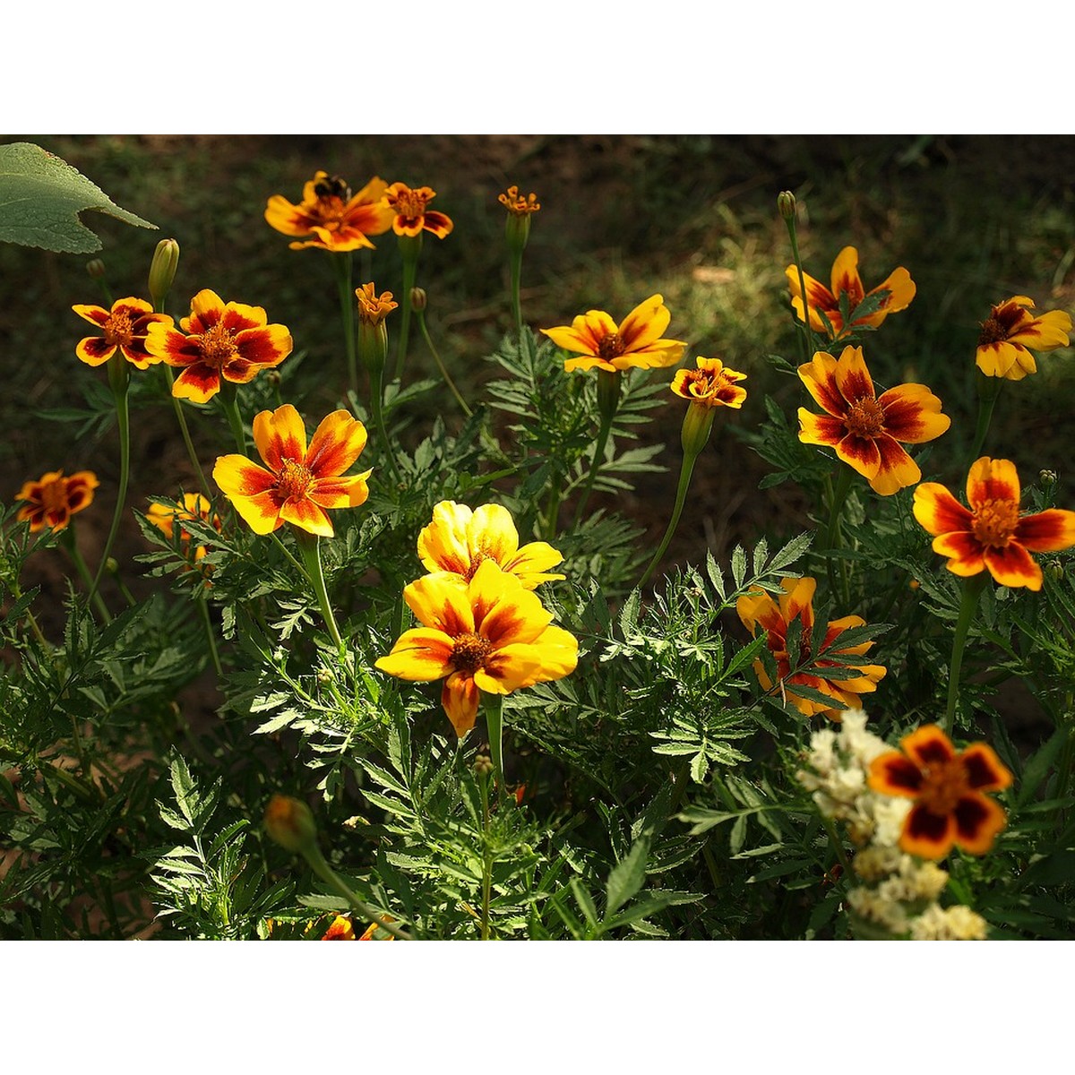 Floraisons estivales, Schilliger Production Tagetes patula Pot de 13 cm ...
