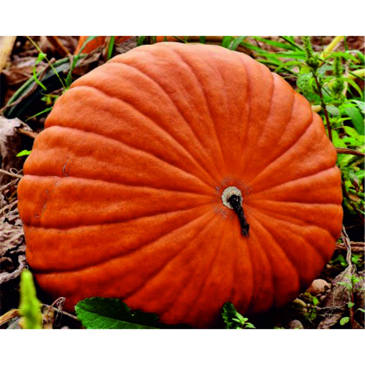 Courges, Schilliger Production Courge 'Atlantic Giant' Pot de 10.5 cm ...