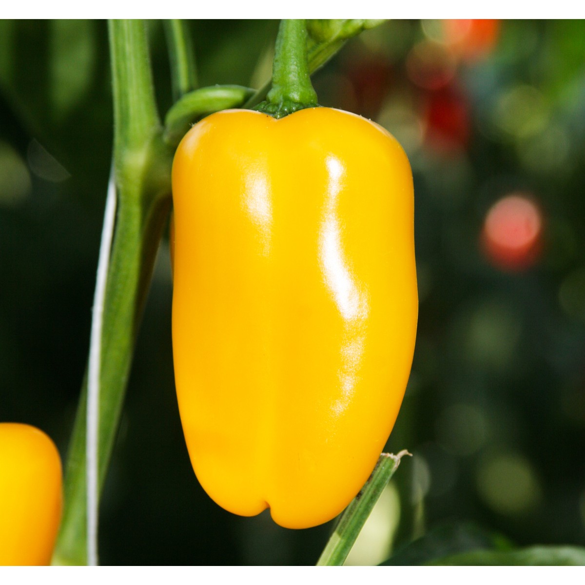 Poivrons, Schilliger Production Poivron greffé 'Snack Jaune' Pot de 12 ...