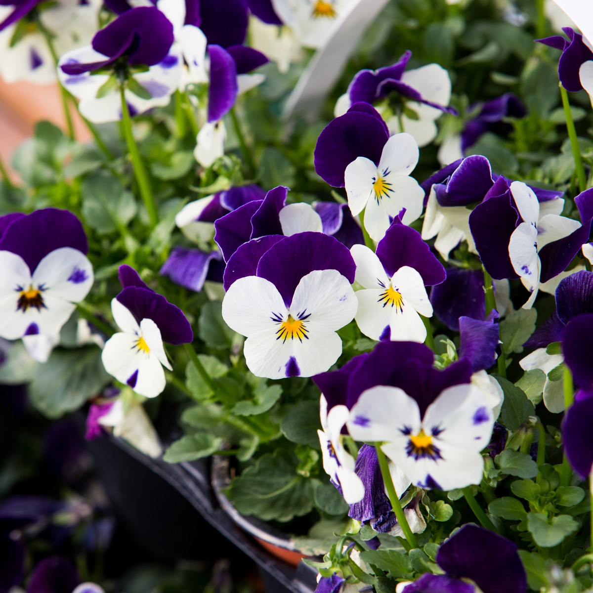 Bisannuel, Schilliger Production Viola cornuta Pot 13 cm | Schilliger