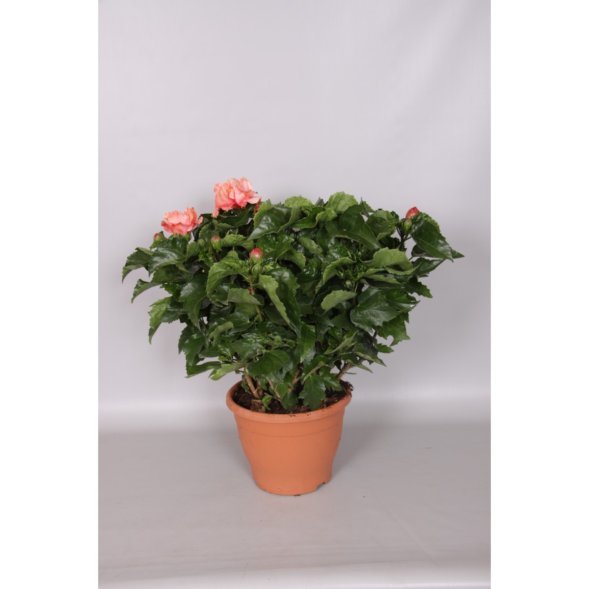 Sélection, Hibiscus rosa-sinensis Pot 26 cm | Schilliger
