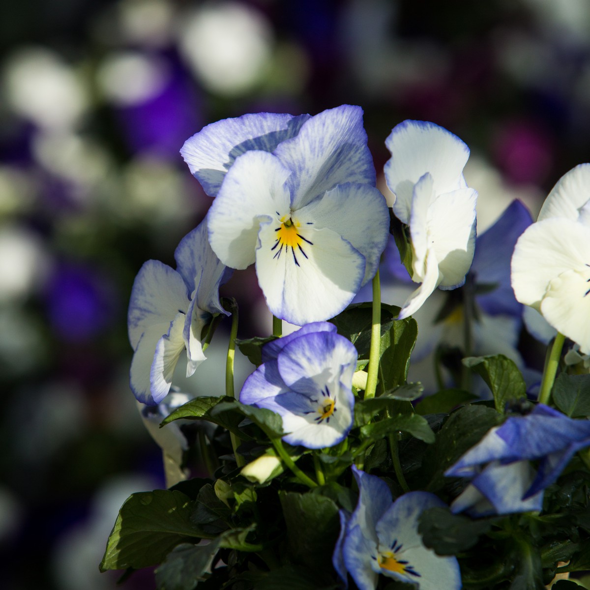 Bisannuel, Schilliger Production Viola 'Blue Moon' Pot 12 cm | Schilliger