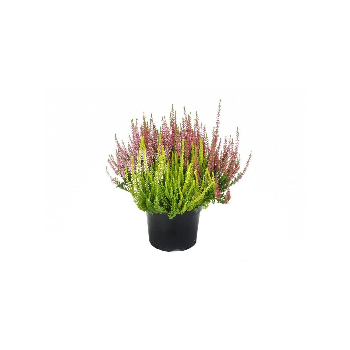 Bruyères, Calluna vulgaris 'Beauty Ladies' TRIO P17 déco Tricolor ...