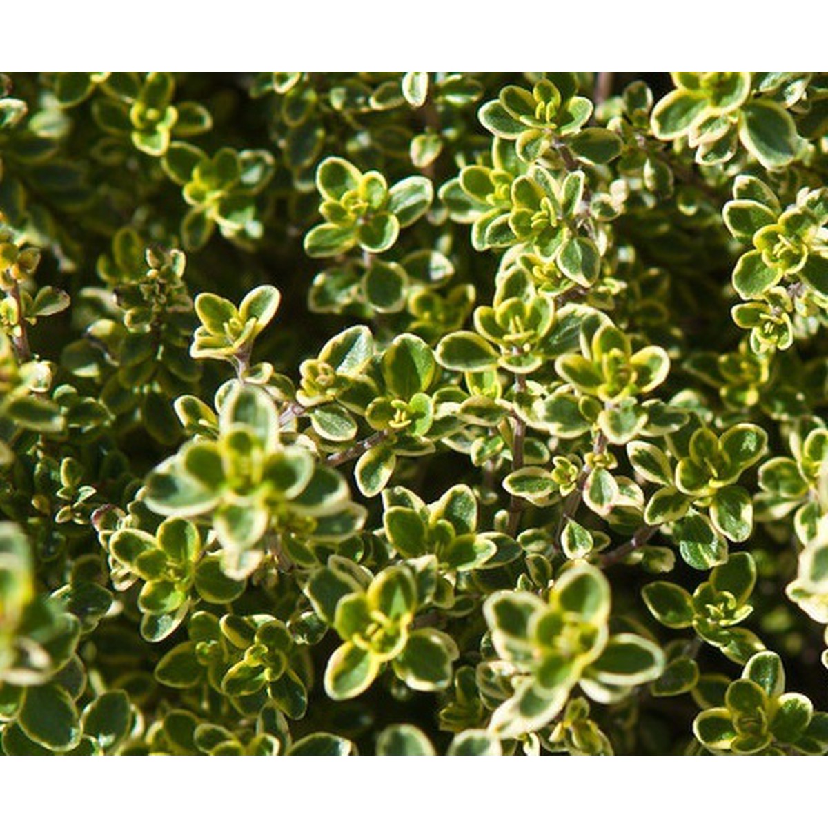 Thym, Schilliger Production Thymus citriodorus 'Mystic Lemon' Pot de 13 ...