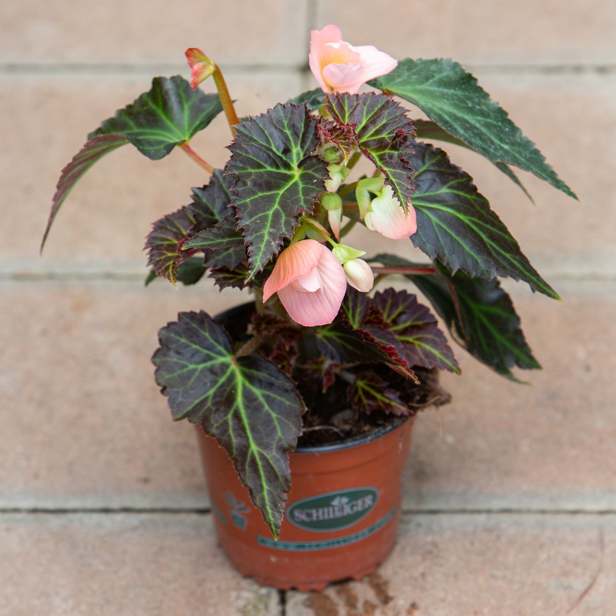Floraisons estivales, Schilliger Production Begonia 'Iconia' Pot de 13 ...