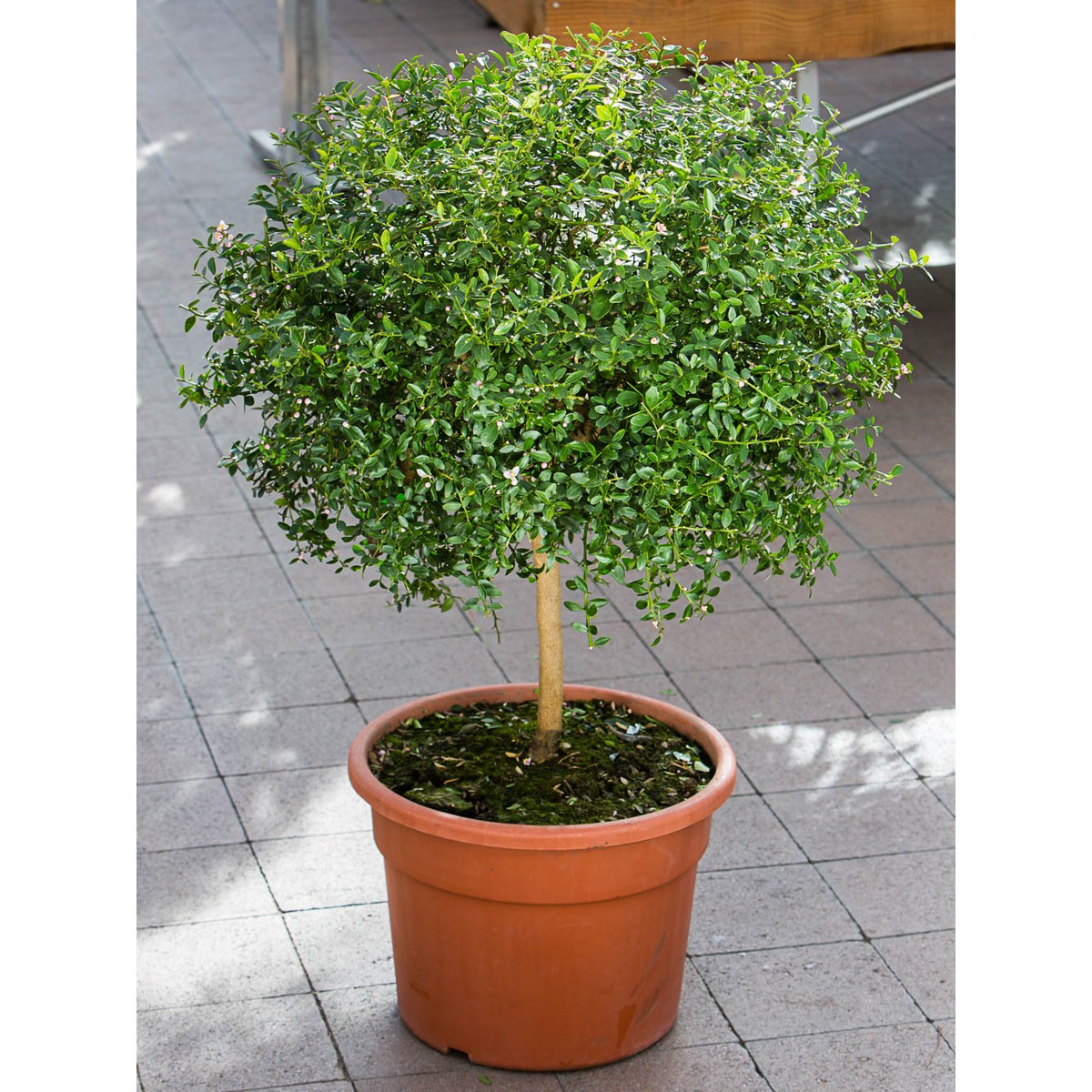 Citronniers, Microcitrus australasica 'Caviar' Pot 35 cm | Schilliger