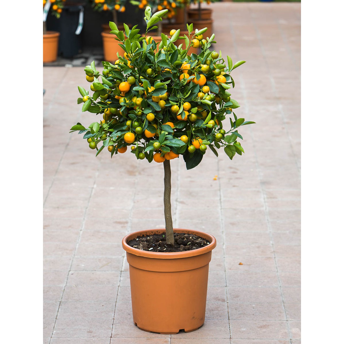 Calamondins, Citrus mitis Pot 30 cm | Schilliger