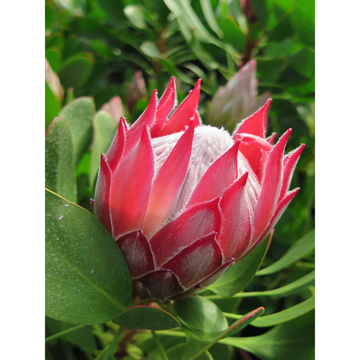Sélection, Protea cynaroides 'Little Prince' Pot de 24 cm, h100 cm ...