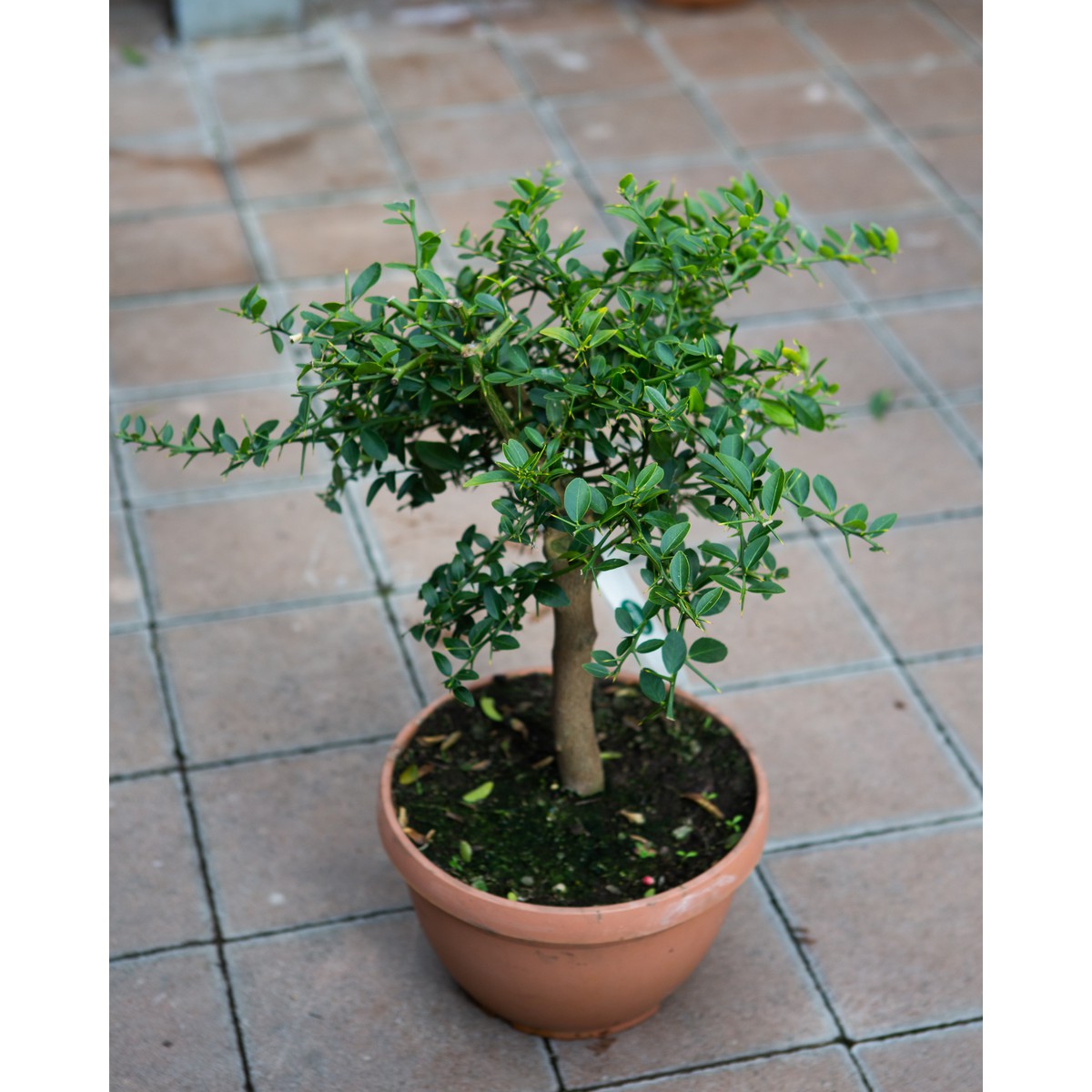 Citronniers, Microcitrus australasica 'Caviar' Pot 25 cm tige | Schilliger