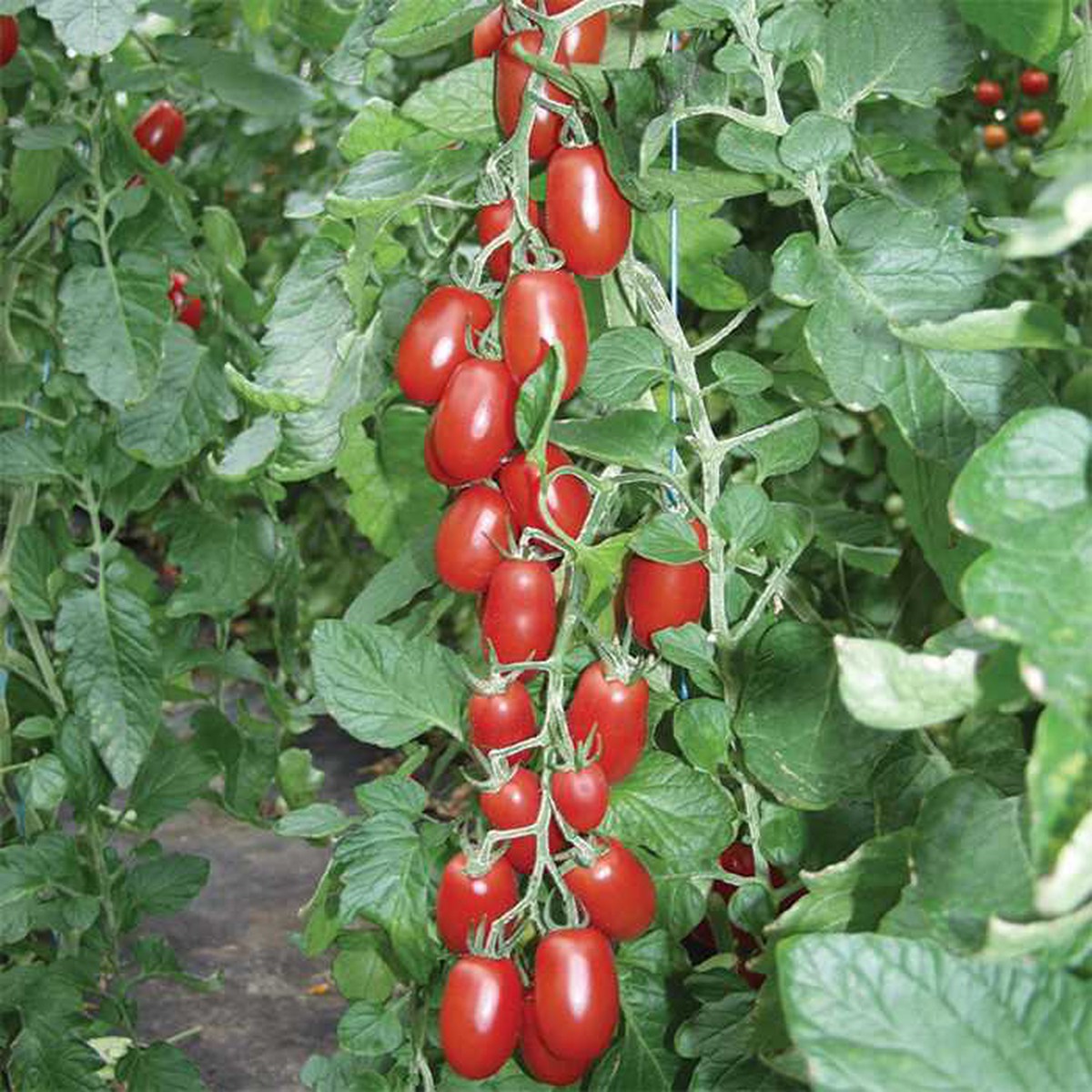 Tomates, Schilliger Production Tomate 'Trilly rouge' Pot de 10.5 cm ...