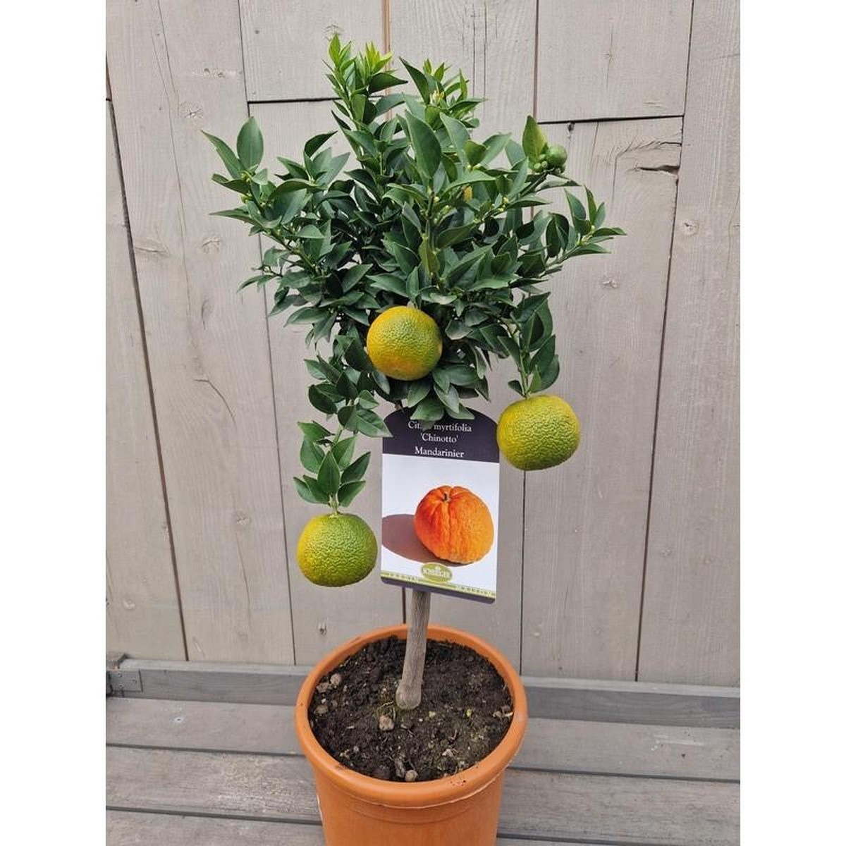 Citronniers, Citrus myrtifolia 'Chinotto' Pot 20 60/70 | Schilliger