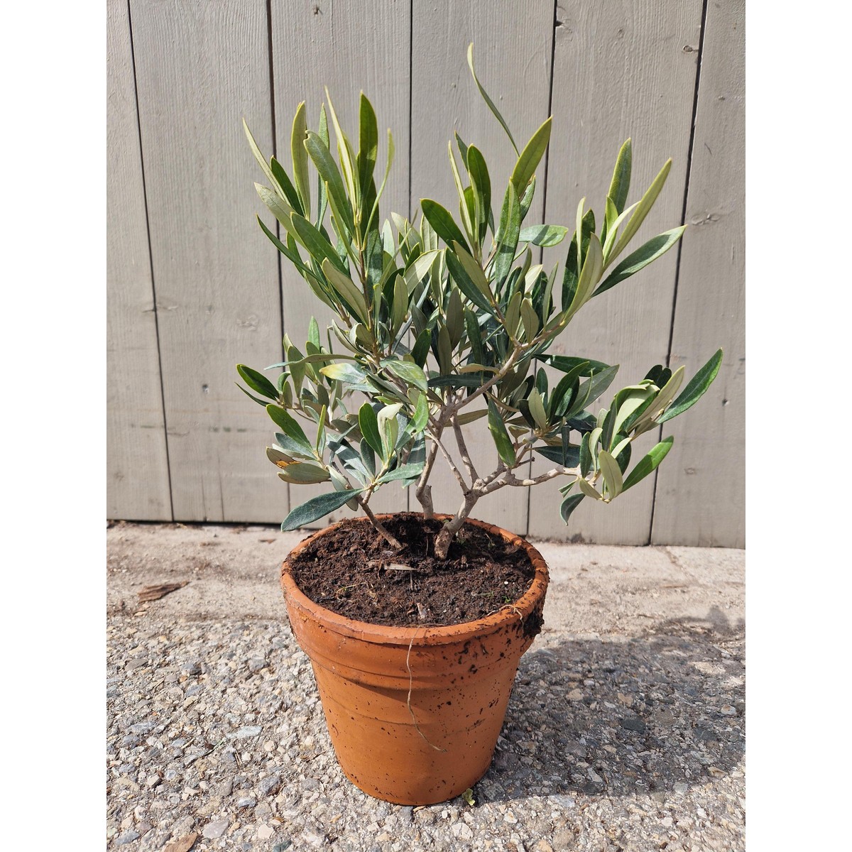 Sélection, Olea europaea Pot terre cuite 17 cm buisson | Schilliger