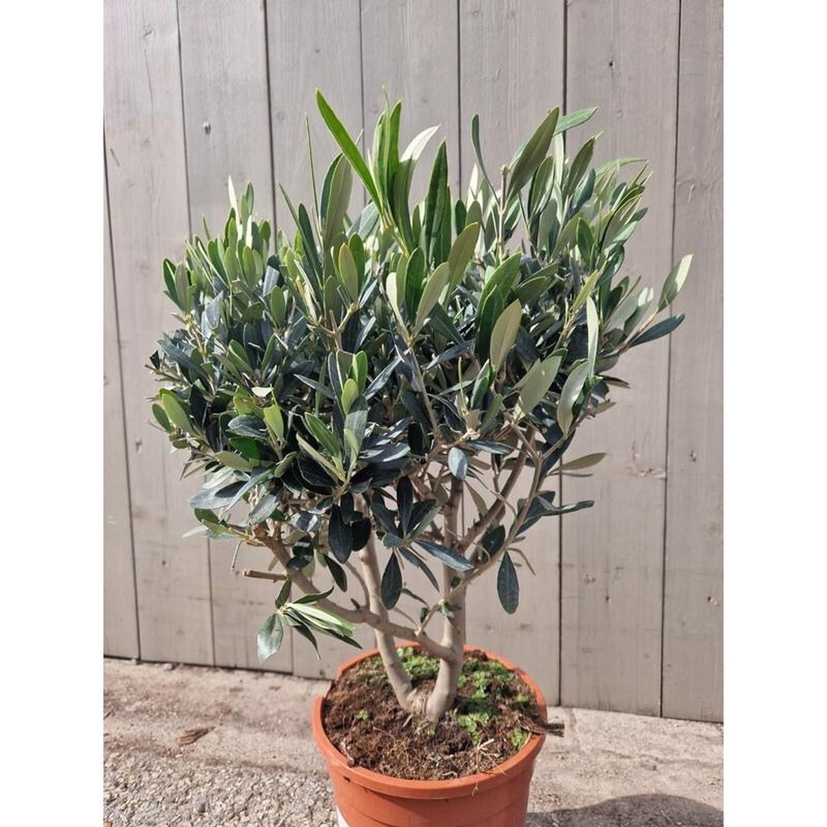 Sélection, Olea europaea Pot 24 cm tige | Schilliger