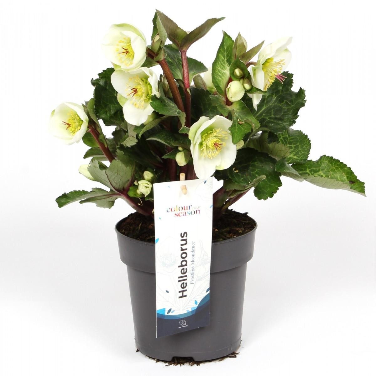 Plantes d'automne, Helleborus 'Moondance Blanc' Pot 15 cm | Schilliger