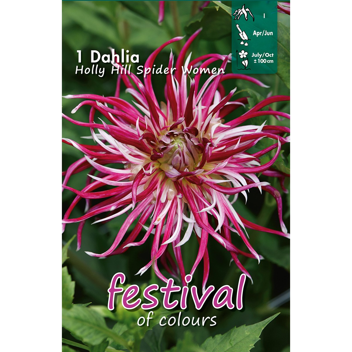 Dahlias coll. générale, Dahlia Holly Hill Spider Women | Schilliger