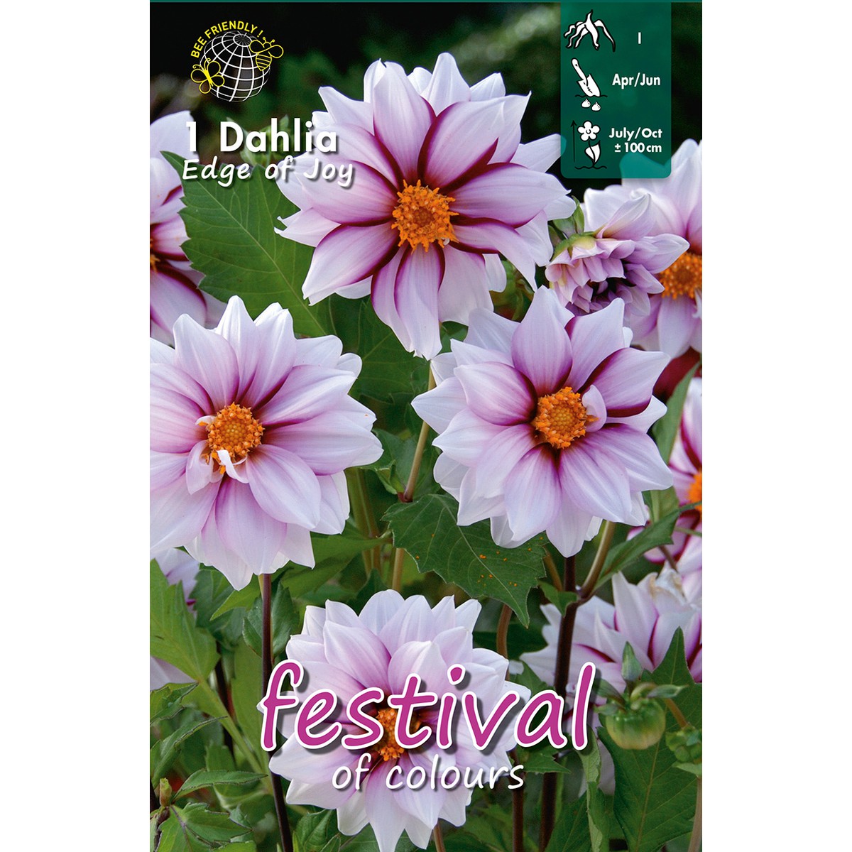 Dahlias coll. générale, Dahlia Edge of Joy | Schilliger