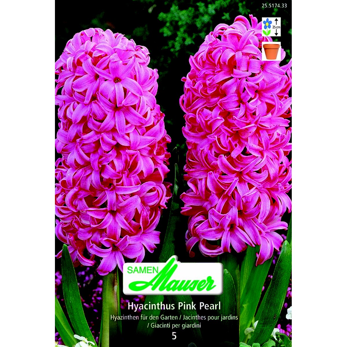 Jacinthes, Jacinthe the Pink Pearl 15/16 | Schilliger