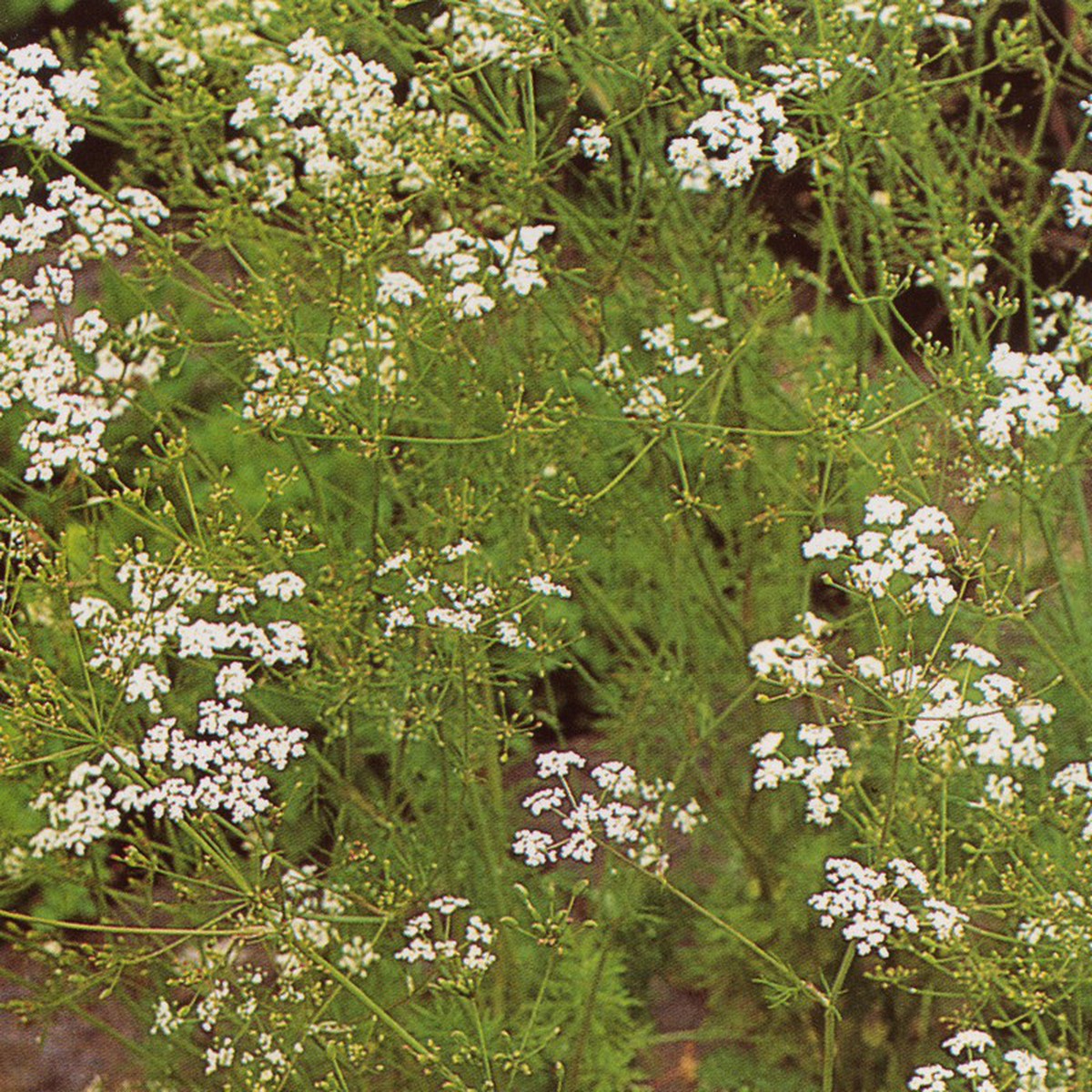 Plantes vivaces, Carum carvi Pot 1.5 litres | Schilliger