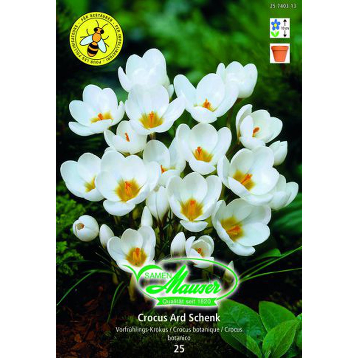 Crocus, Croc chrysanthus Ard Schenk 25 | Schilliger