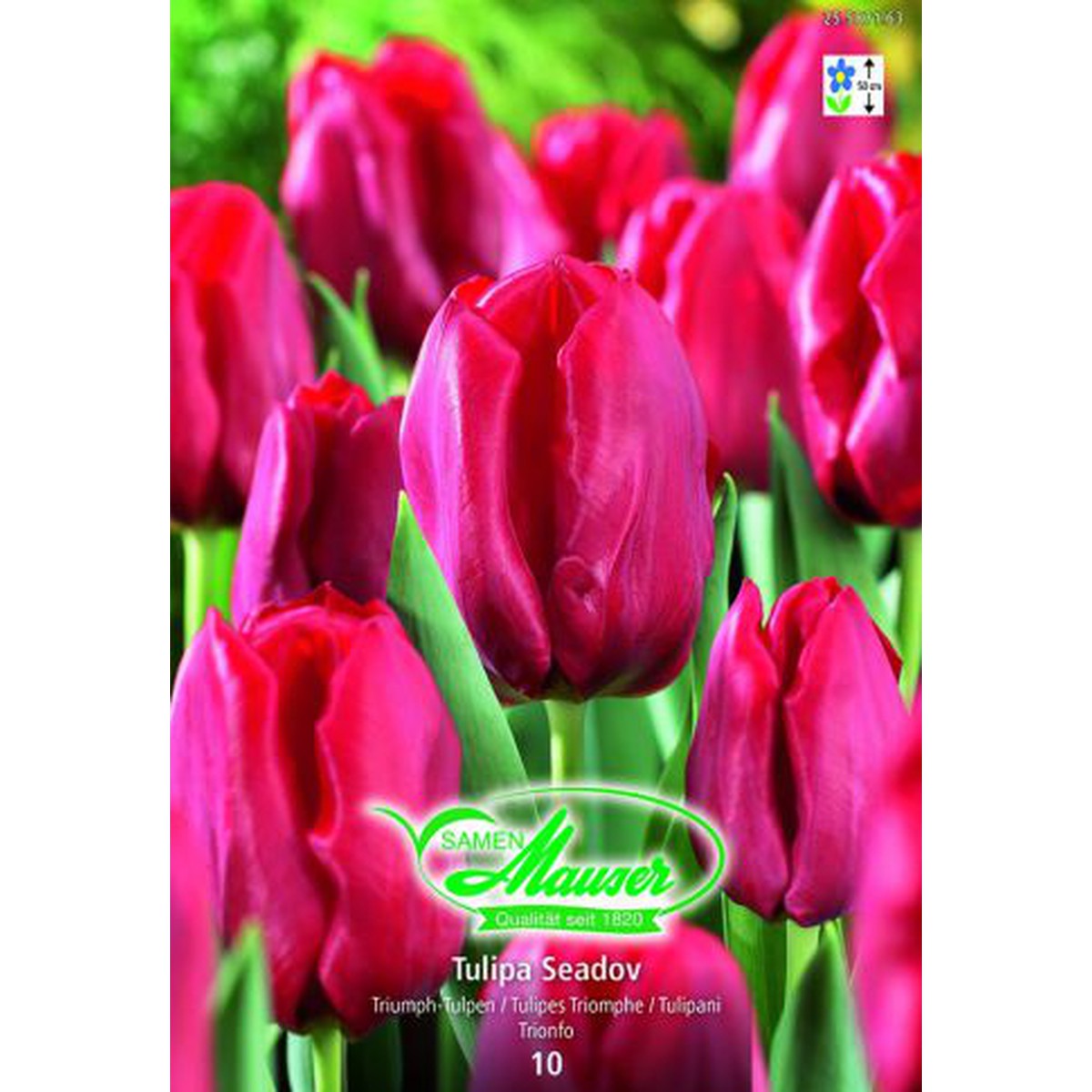 Tulipes, Tulipe TT Seadov 10 P | Schilliger