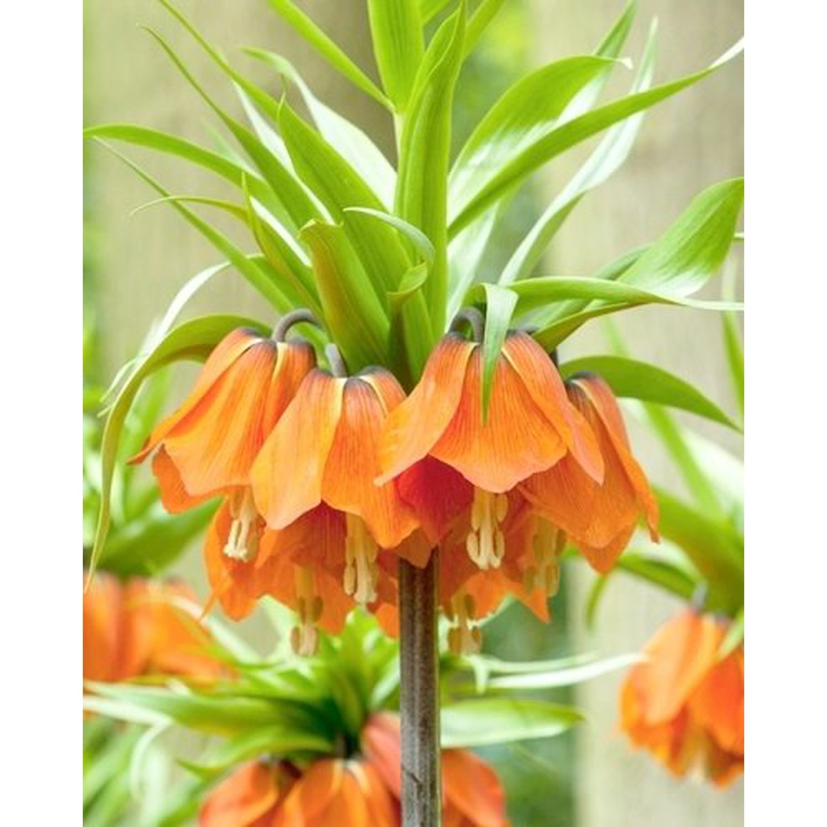Divers & spécialités, Fritillaria imperialis Aurora | Schilliger