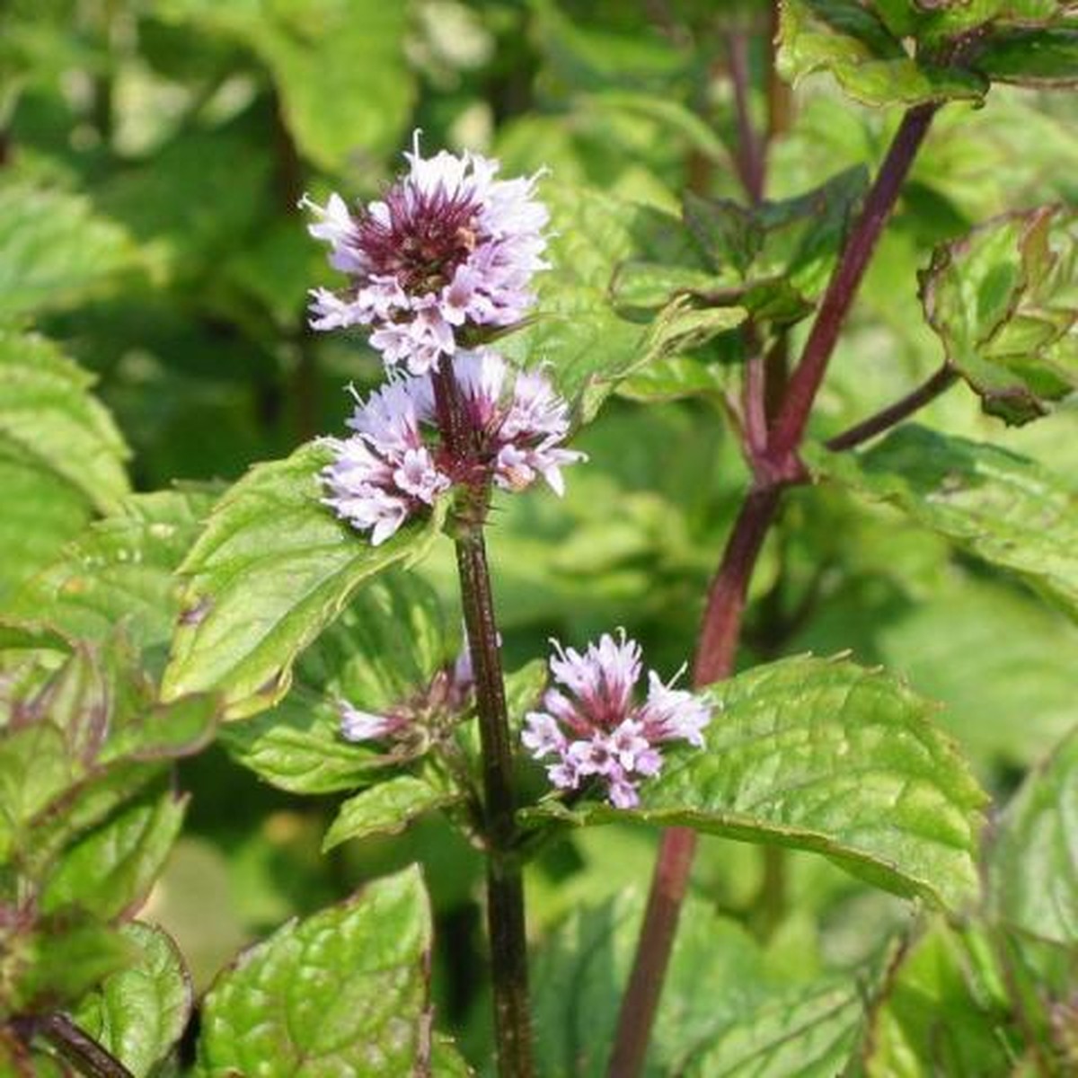 Plantes vivaces, Mentha piperita 'Citrata' Pot 1.5 litres | Schilliger