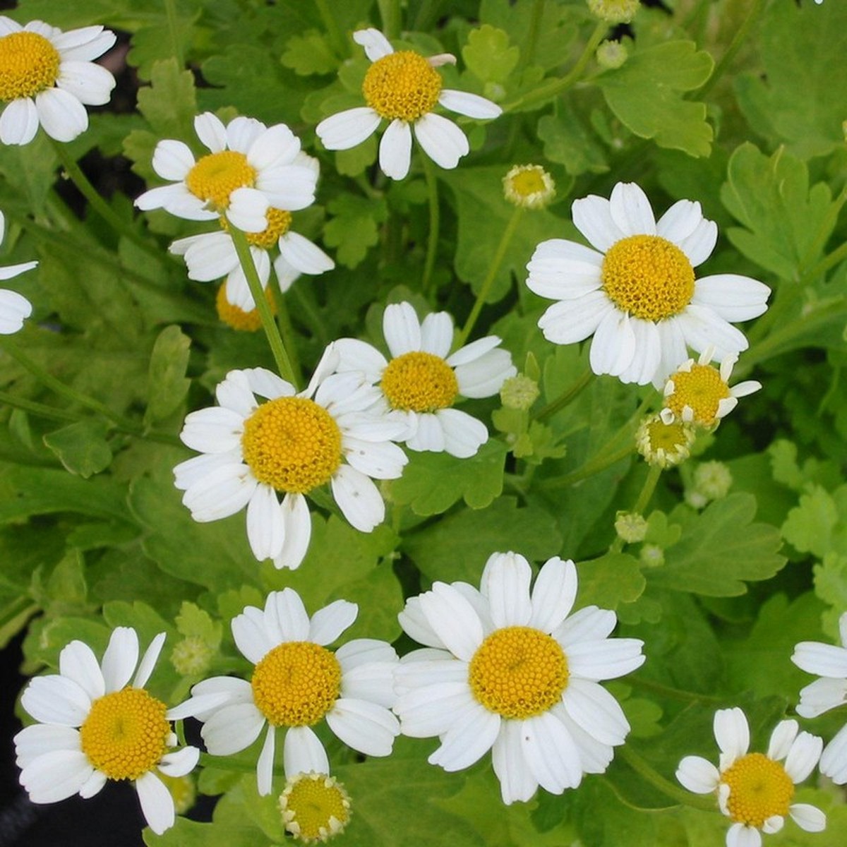 Plantes vivaces, Tanacetum parthenium 'Aureum' Pot 1.5 litres | Schilliger