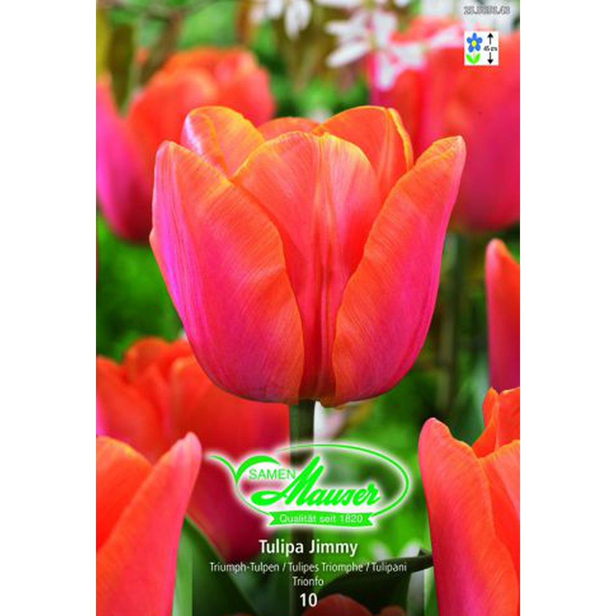 Tulipes, Tulipe TT Jimmy 10 | Schilliger