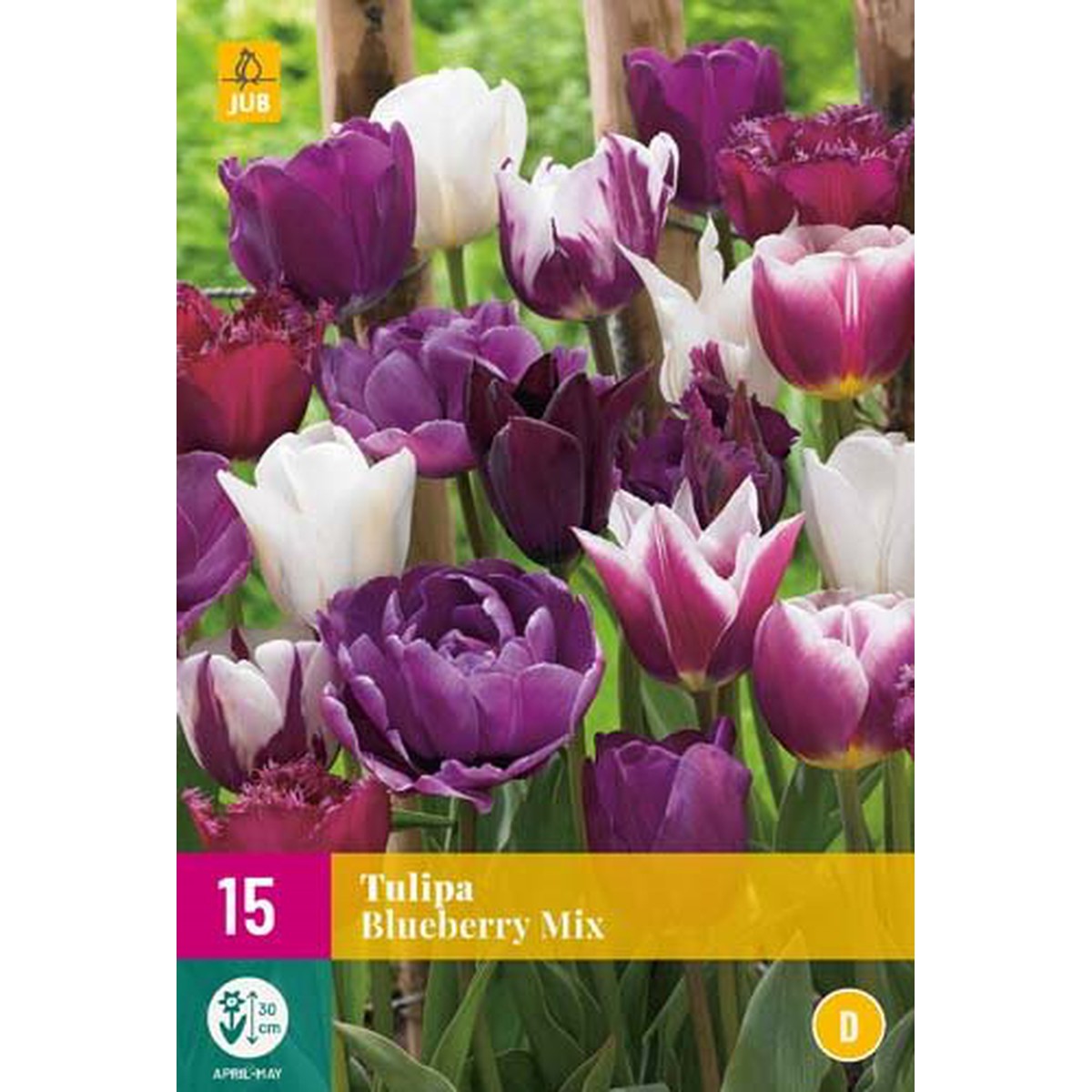 Tulipes, TULIPE BLUEBERRY MIX 15 bulbes / sachet | Schilliger