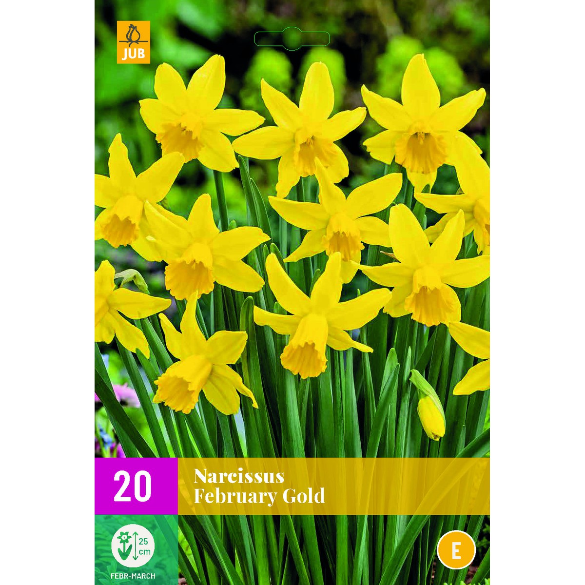 Narcisses, NARCISSUS FEBRUARY GOLD 20 bulbes / sachet | Schilliger
