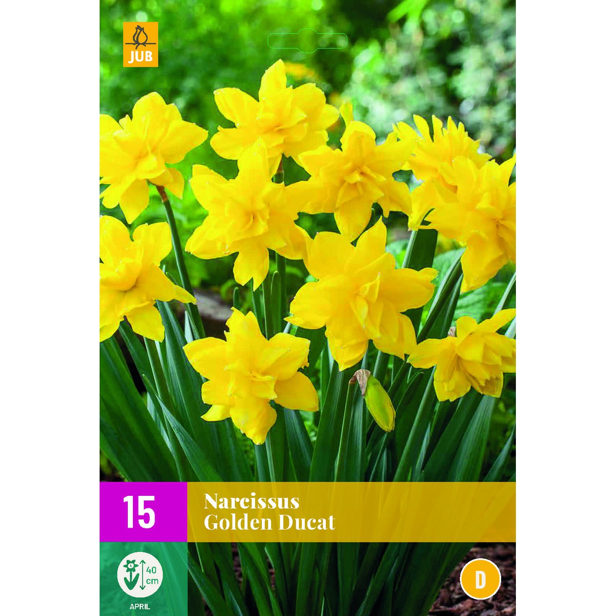 Narcisses, NARCISSUS GOLDEN DUCAT 15 bulbes / sachet | Schilliger
