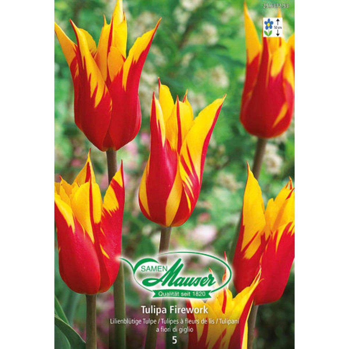 Tulipes, Tulipe Firework 5 | Schilliger