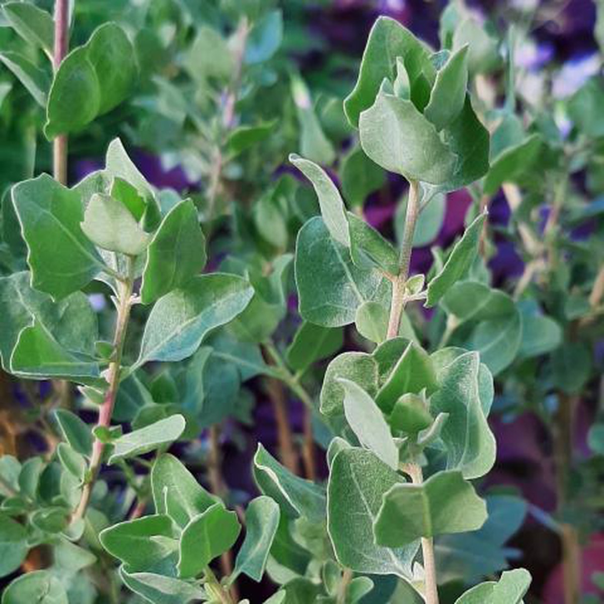 Plantes vivaces, Atriplex halimus Pot 1.5 litres | Schilliger