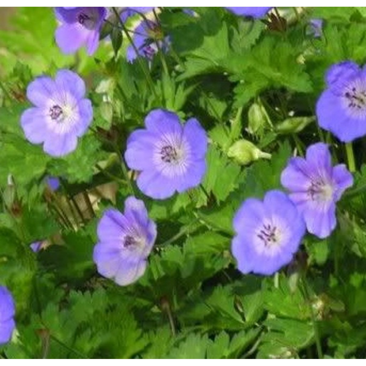 Moyenne (25 - 90 cm), Schilliger Production Geranium 'Jolly Bee' Pot de ...