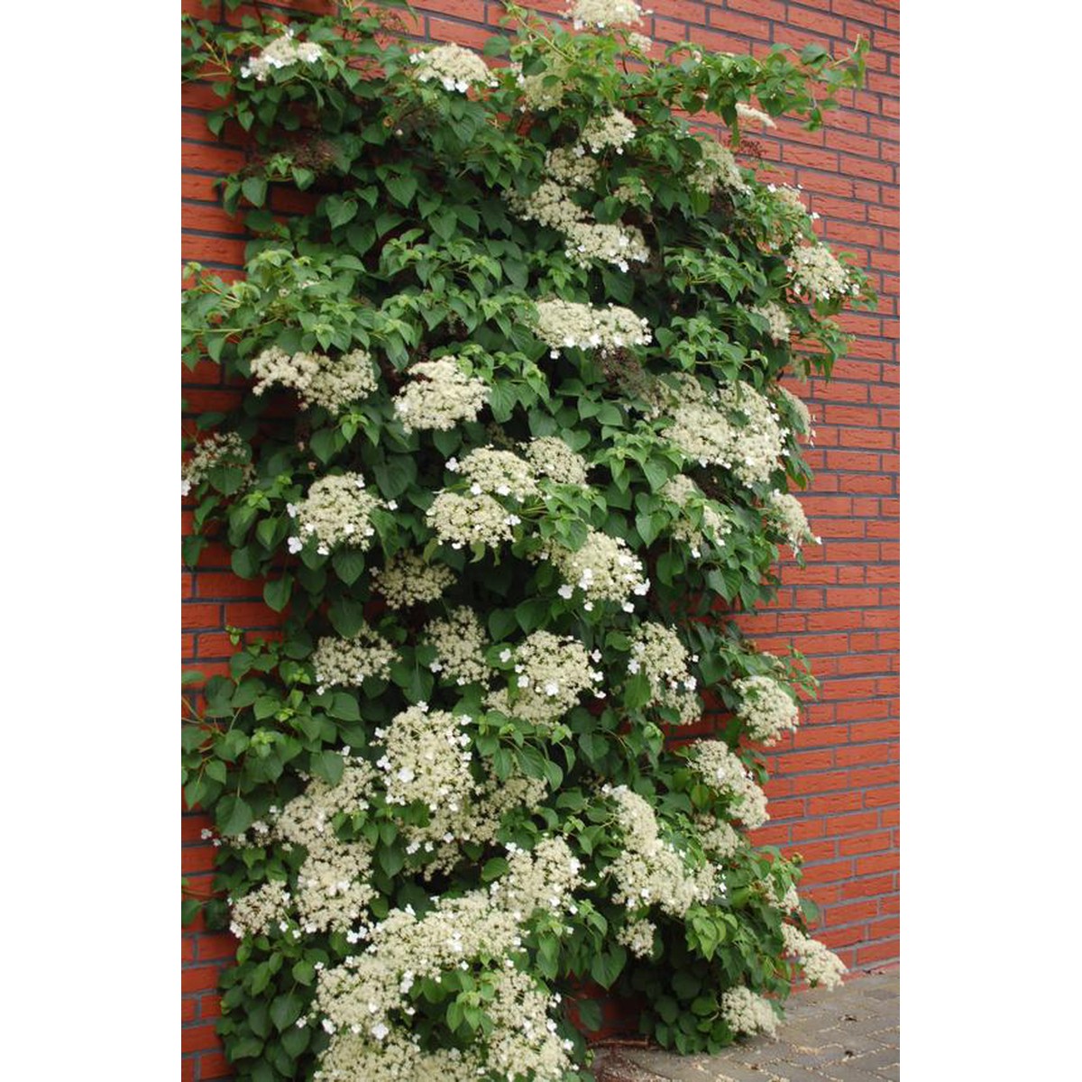 Divers, Hydrangea anomala subsp. petiolaris C5 60/80 | Schilliger