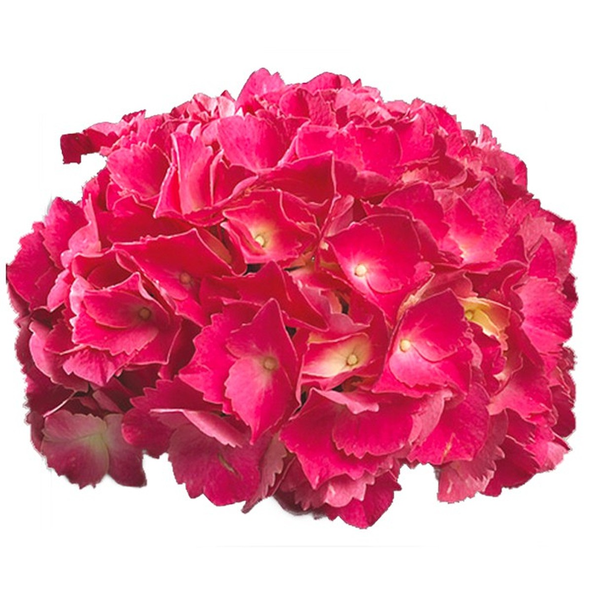 Fleurs, Hydrangea macrophylla 'Red Baron' Pot 30 cm -C10 | Schilliger