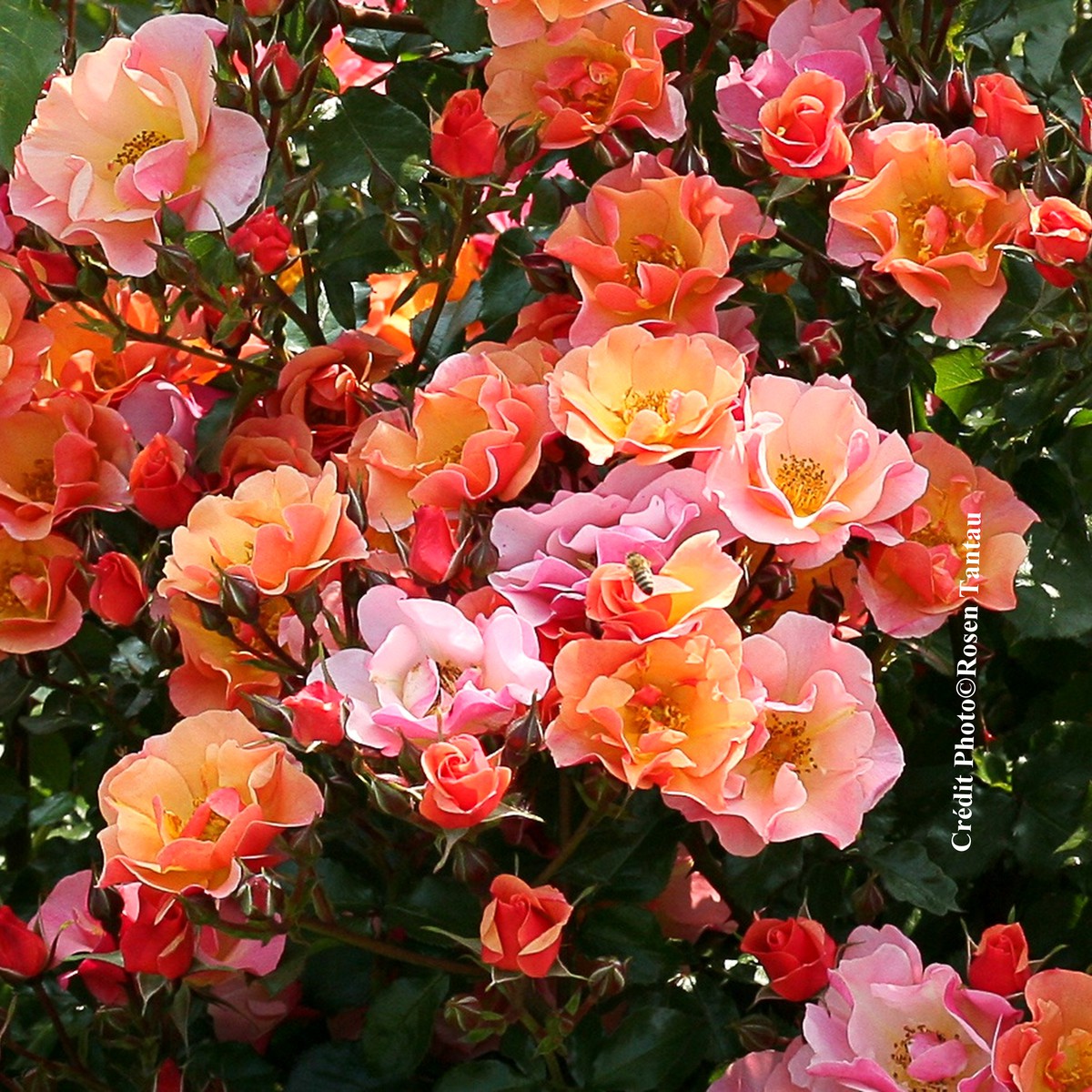 Tige, Schilliger Production Rosier tige 'Jazz Festival' Tige 90/100cm ...