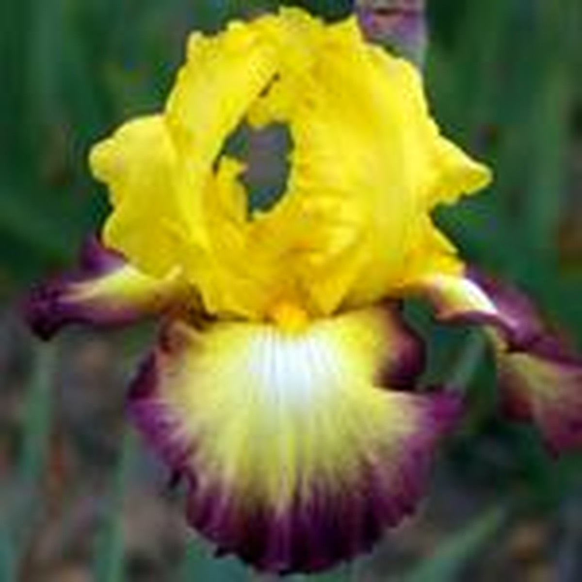 Moyenne (25 - 90 cm), Schilliger Production Iris germanica 'Dear Jean ...