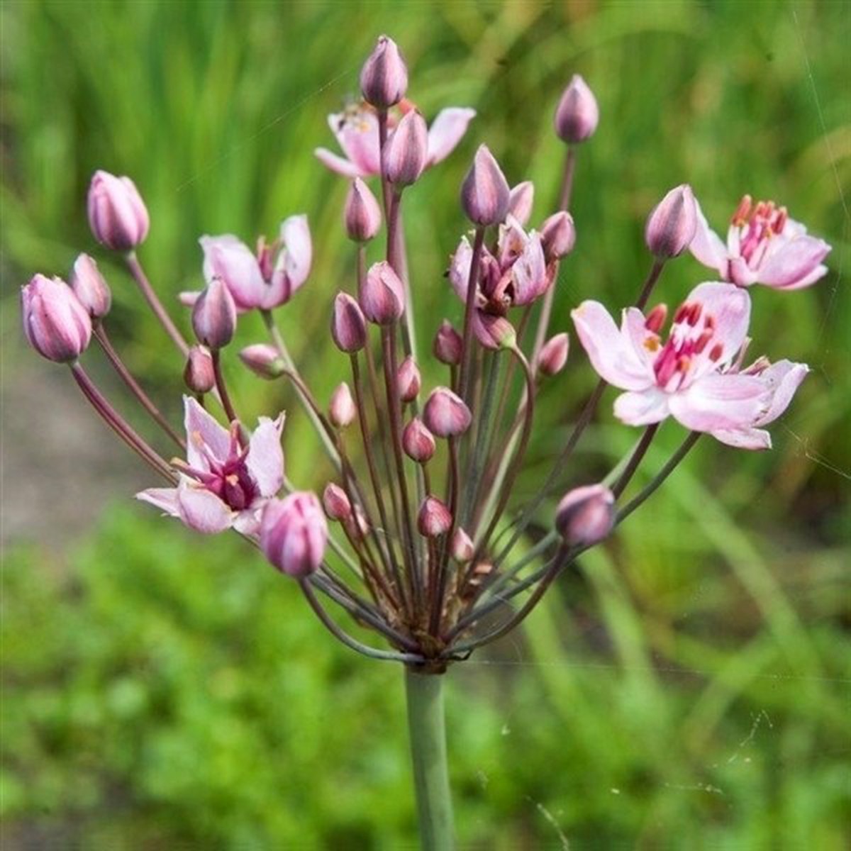 Aquatiques, Butomus umbellatus Pot 9 cm | Schilliger