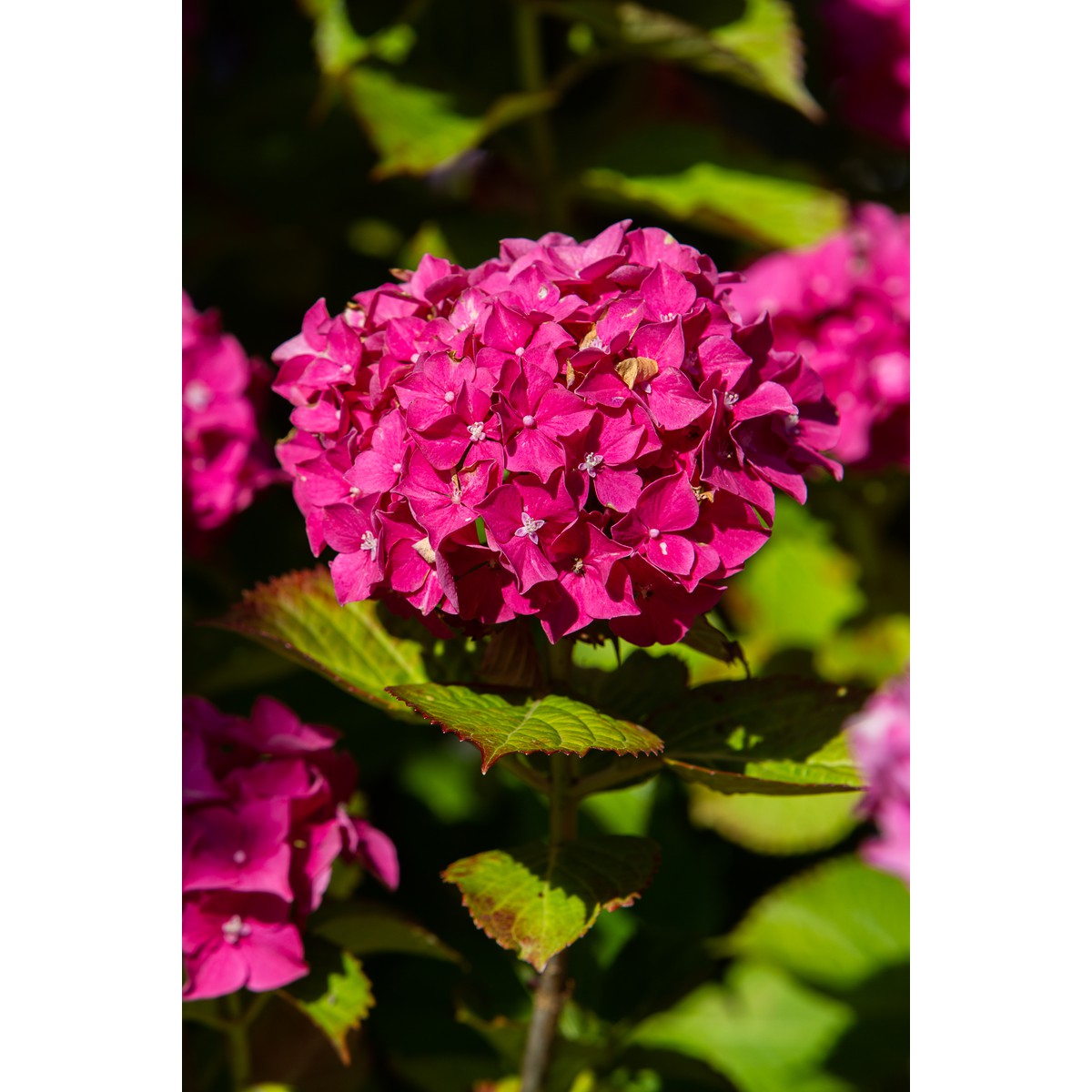 Caduques, Hydrangea macrophylla 'Glowing Alps' 60 125 EXTRA | Schilliger