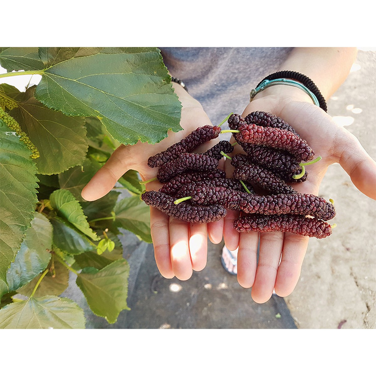 Caducs, Production Suisse Morus macroura 'Giant Pakistan' C4 | Schilliger