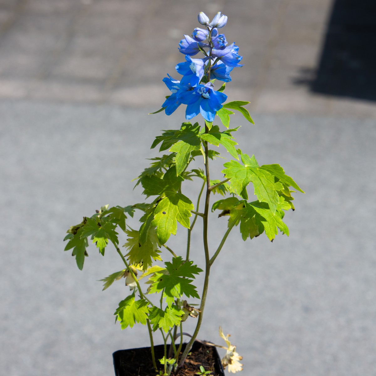 Moyenne (25 - 90 cm), Delphinium Pot 11 cm | Schilliger