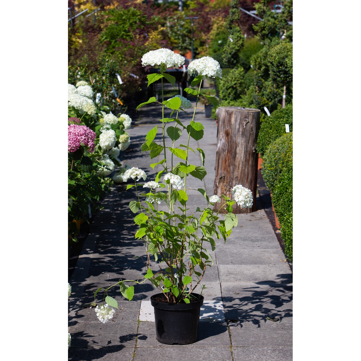 Fleurs, Hydrangea arborescens 'Strong Annabelle' C10 60/80 | Schilliger