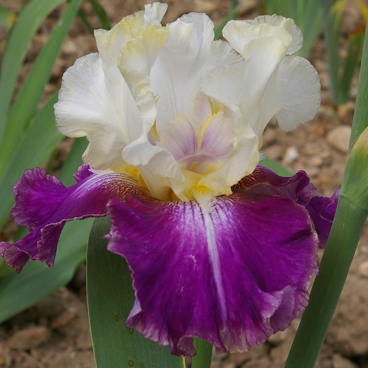 Moyenne (25 - 90 cm), Schilliger Production Iris germanica 'Calypso ...
