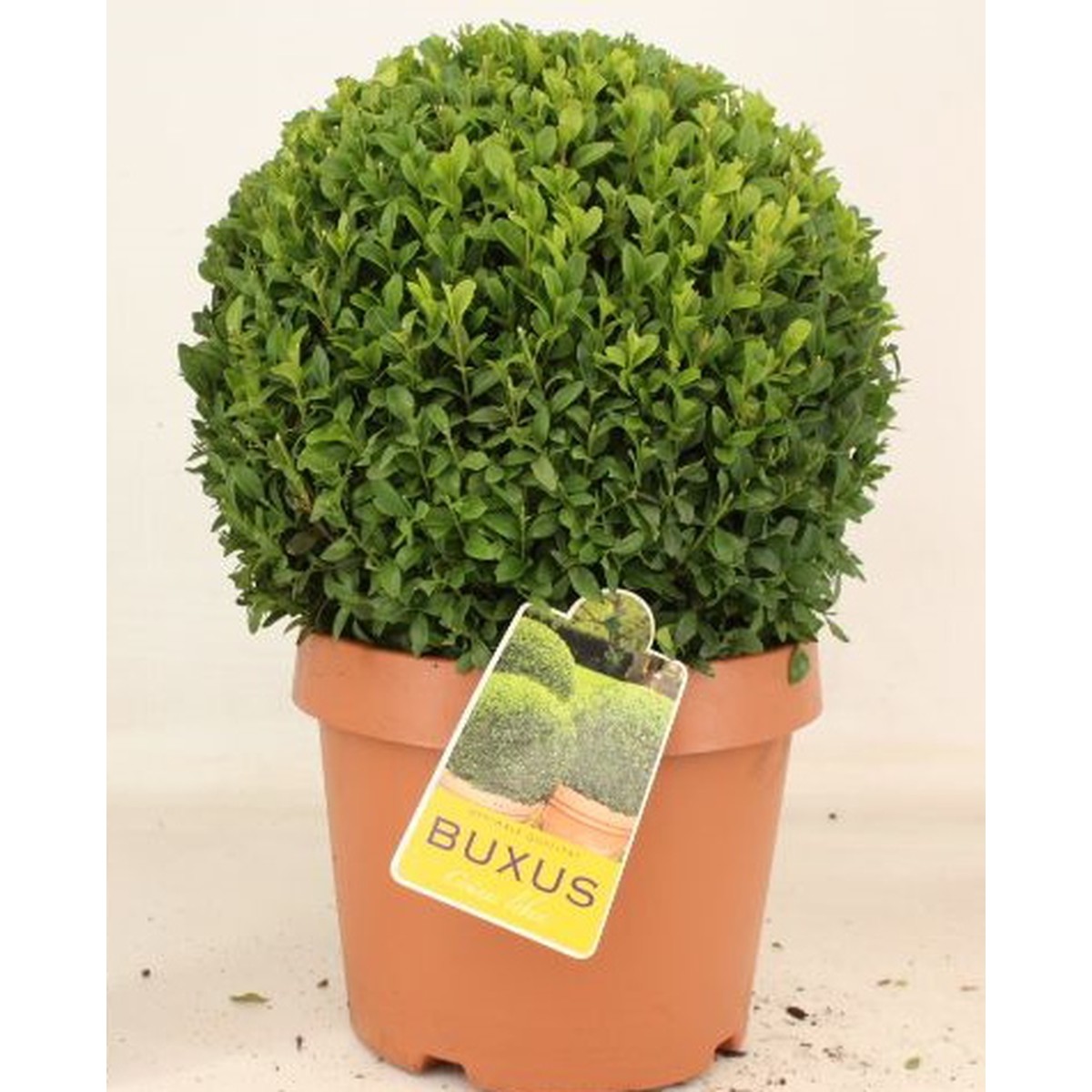 Boule, Buxus sempervirens Pot 23 cm boule 25/30 | Schilliger