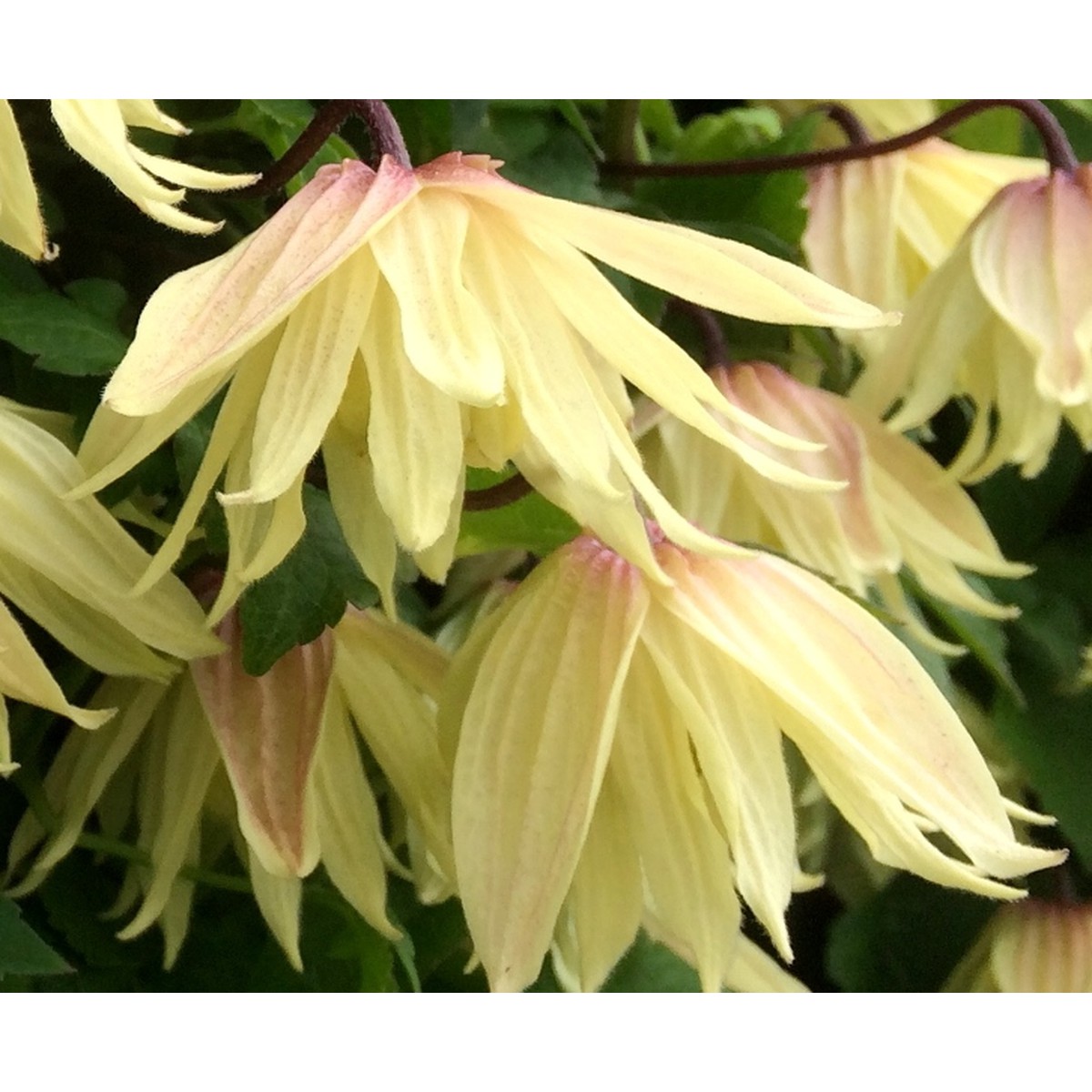 Clématis, Schilliger Production Clematis koreana 'Amber' C6 100/125 ...
