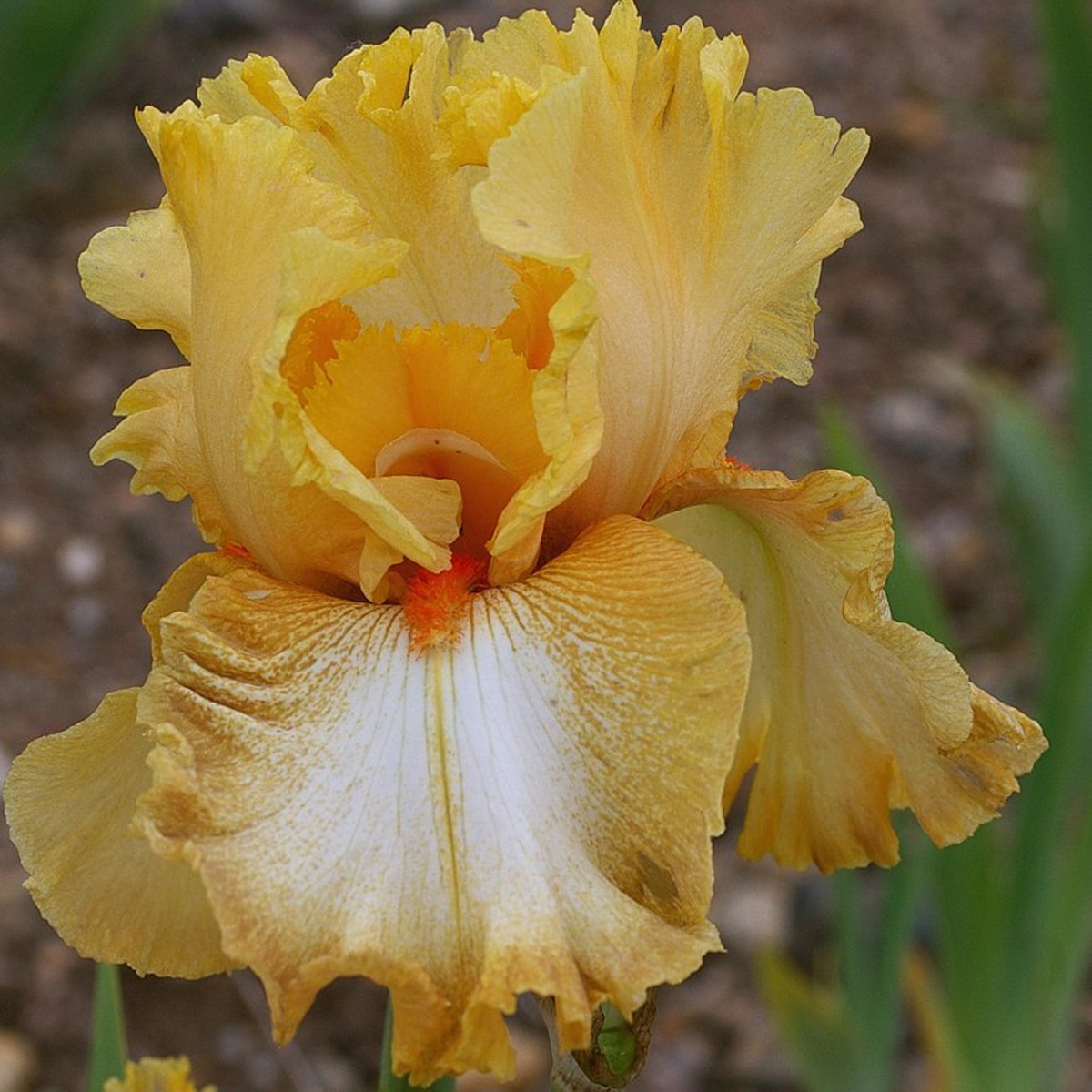 Moyenne (25 - 90 cm), Schilliger Production Iris germanica 'Cheap ...