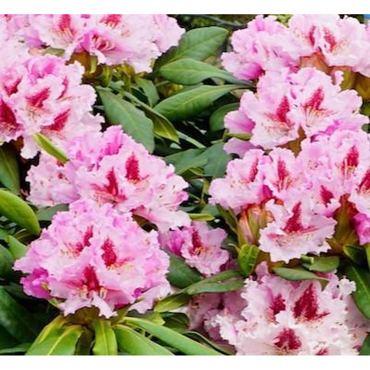 Rhododendrons, Rhododendron 'Mme Wagner' C25 100/+ | Schilliger