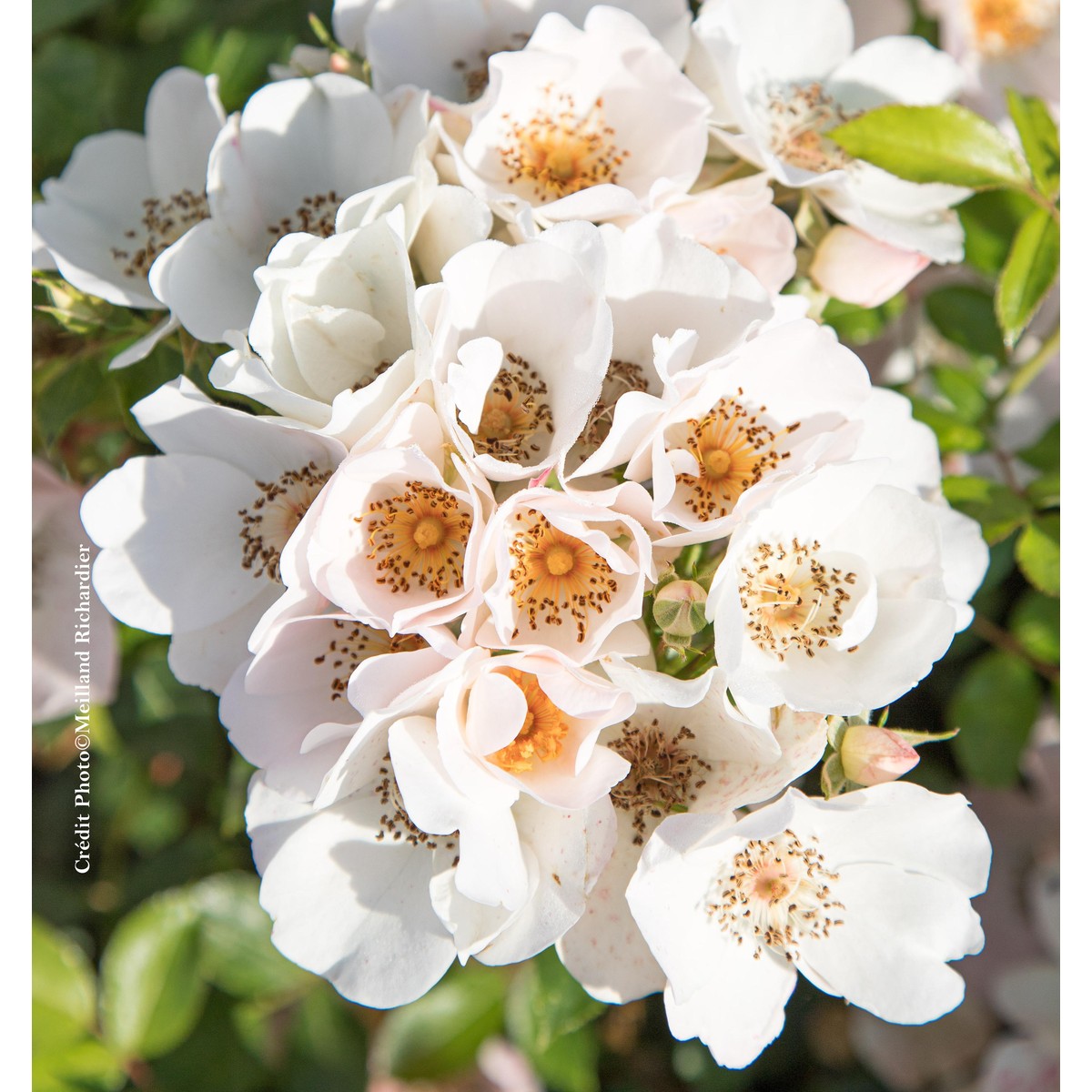 Couvre-sols, Schilliger Production Rosier 'Friendly Sweet®' C6 | Schilliger