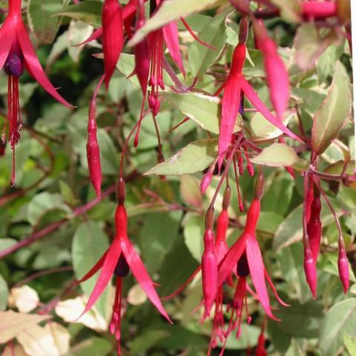 Moyenne (25 - 90 cm), Fuchsia magellanica 'Tricolor' C3 litres | Schilliger